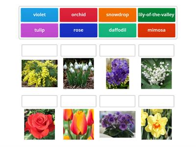Flowers - Teaching resources