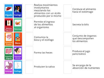 El sistema digestivo - Recursos didácticos