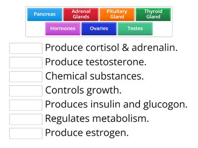 Endocrine nervous system - Teaching resources