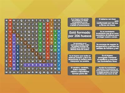 Sistema nervioso sopa de letras - Recursos didácticos