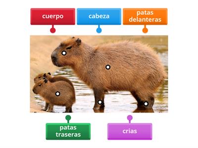 Capibara - Recursos didácticos
