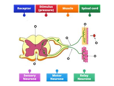 Reflex arc - Teaching resources