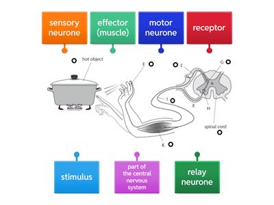 Reflex arc - Teaching resources