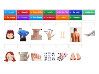 French les parties du corps - Ressources pédagogiques