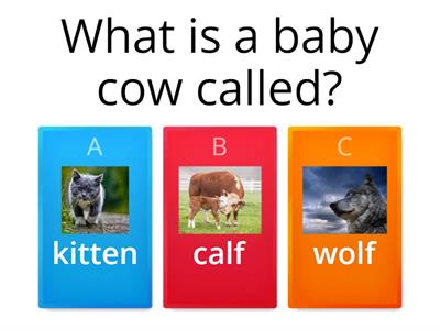 Animals Baby - Teaching resources