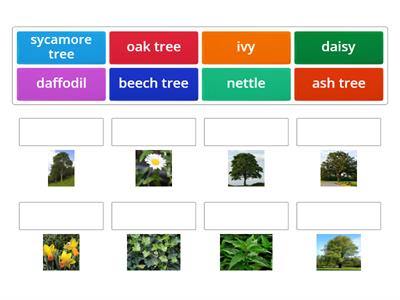 Trees - Teaching resources