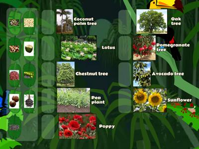 Plants - Teaching resources