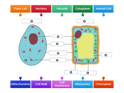 KS3 Plant and animal cell - Teaching resources