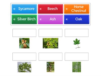 Trees - Teaching resources