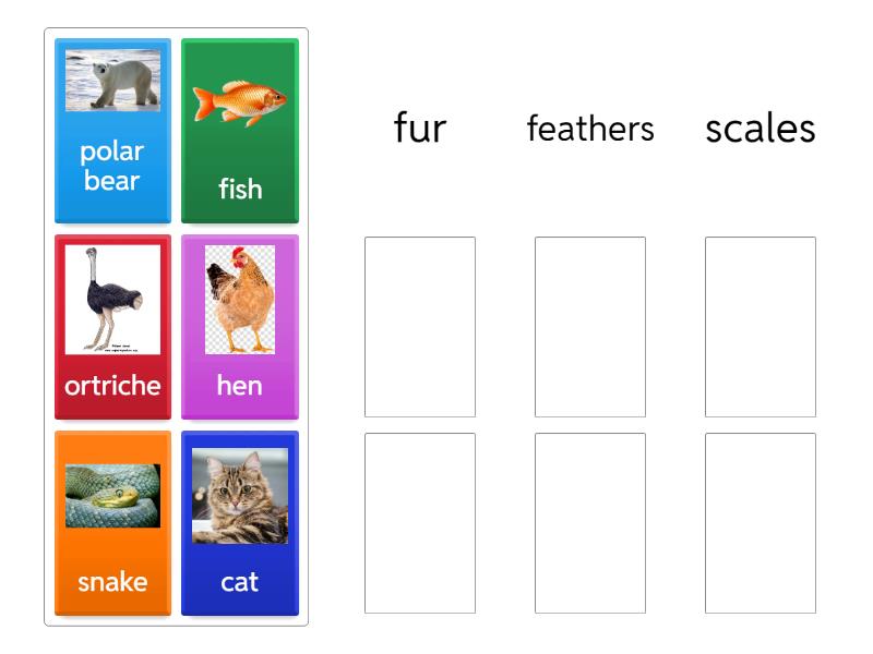 Fur, feathers or scales? - Group sort