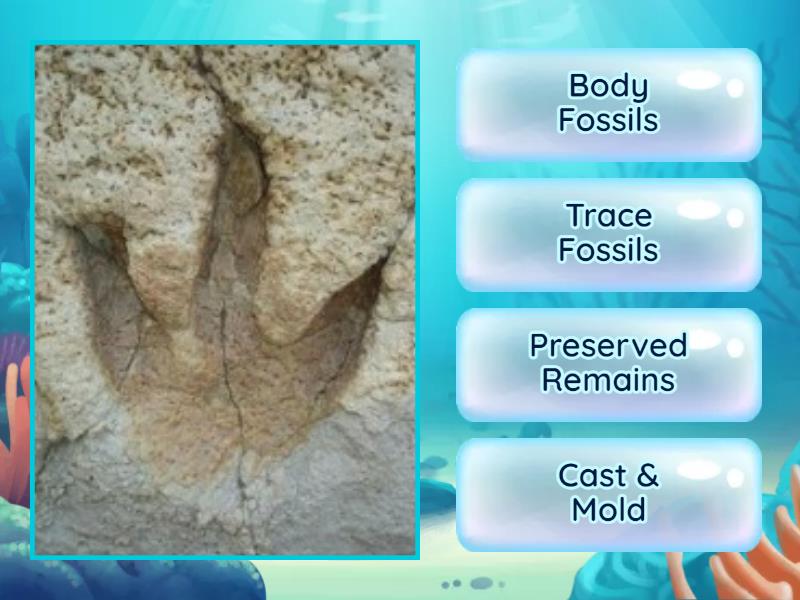 Types of Fossils - Quiz