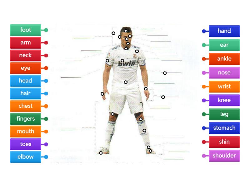 Ronaldo body parts - Labelled diagram