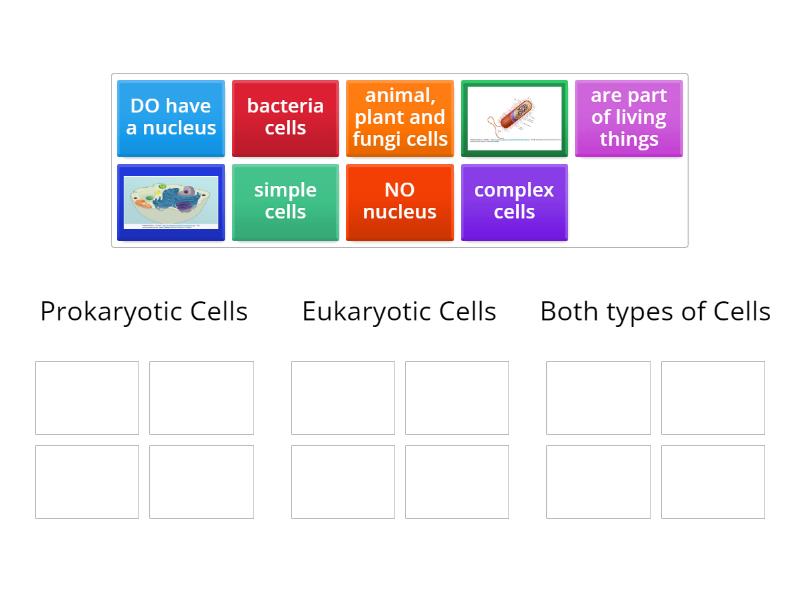 Prokaryotic vs Eukaryotic Cells - Group sort