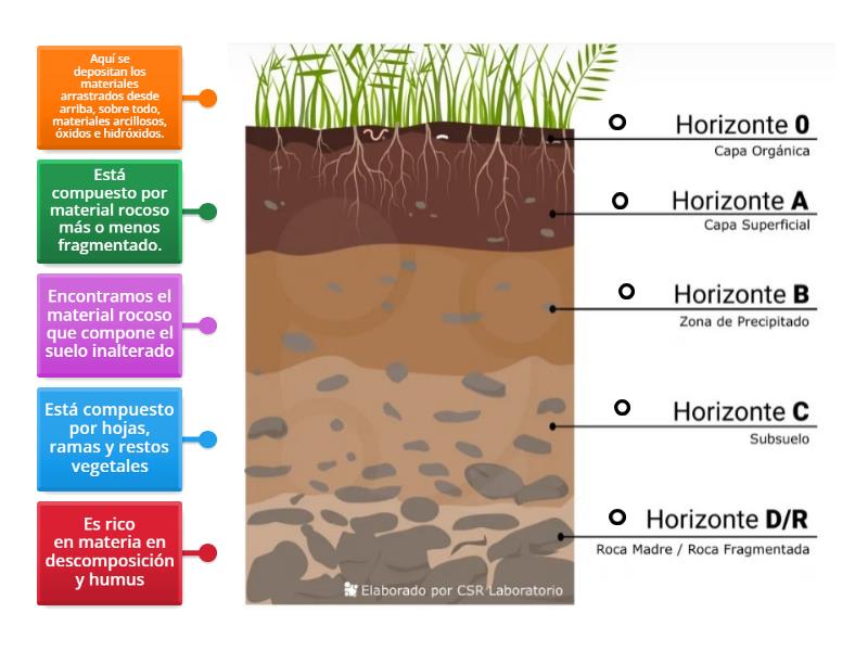 Horizontes del Suelo - Labelled diagram
