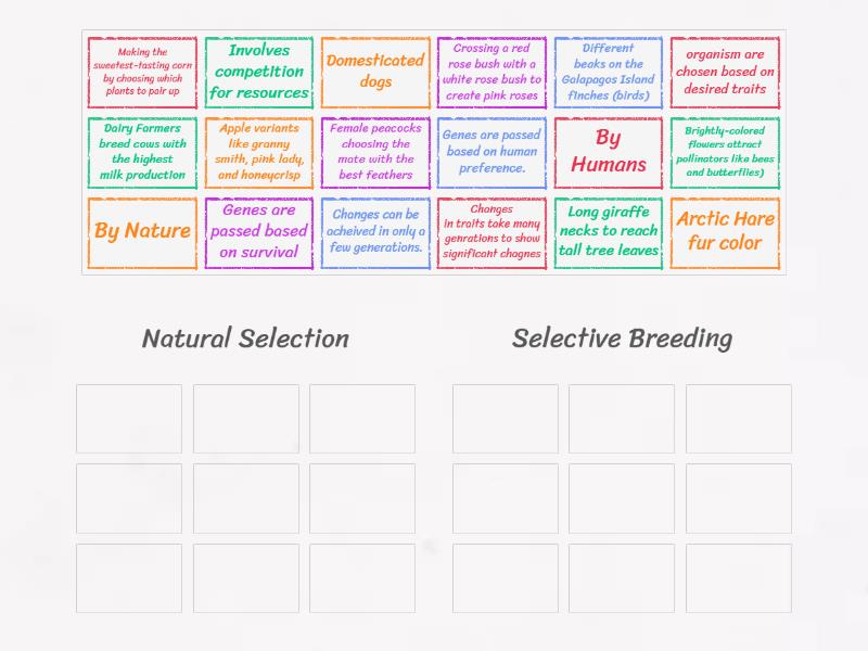 DAY 11 Natural Selection vs Selective Breeding - Group sort