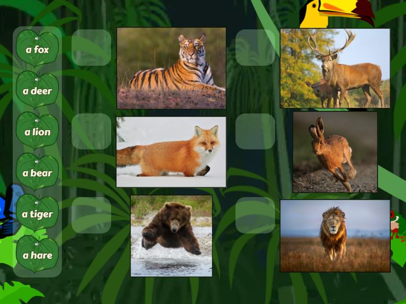 Wild animals - Match up