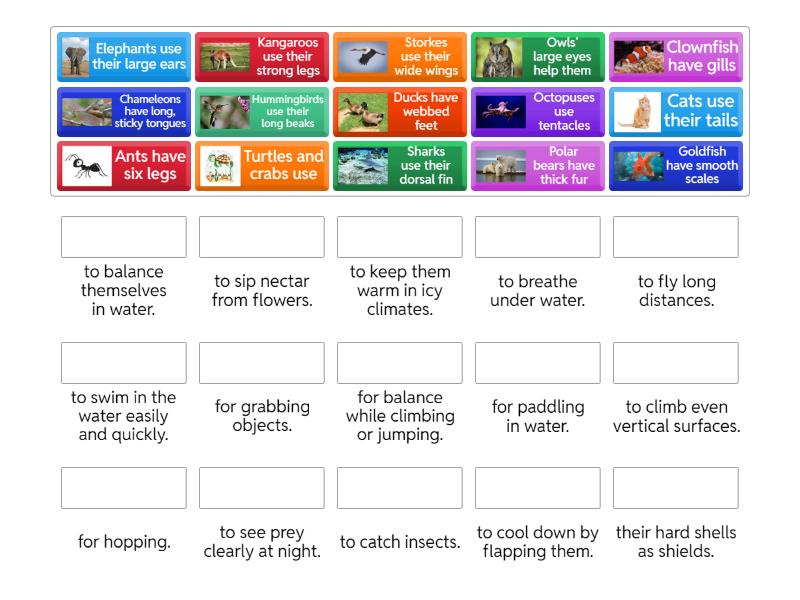 animals_body parts_functions - Match up