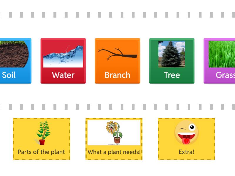 What does a plant need? - Speed sorting