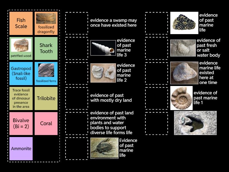 Texas Fossils Match as evidence of past environments - Match up