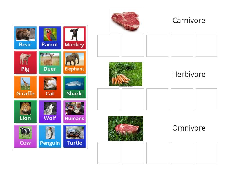 Carnivore, herbivore, or omnivore - Group sort