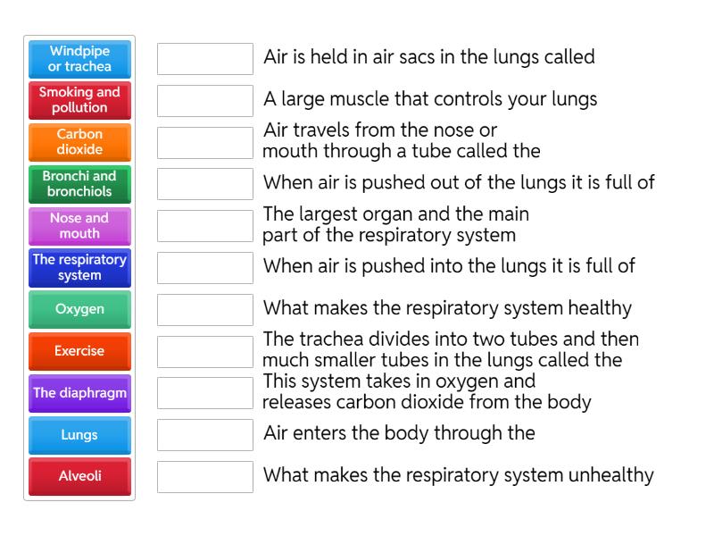 Respiratory system - Match up