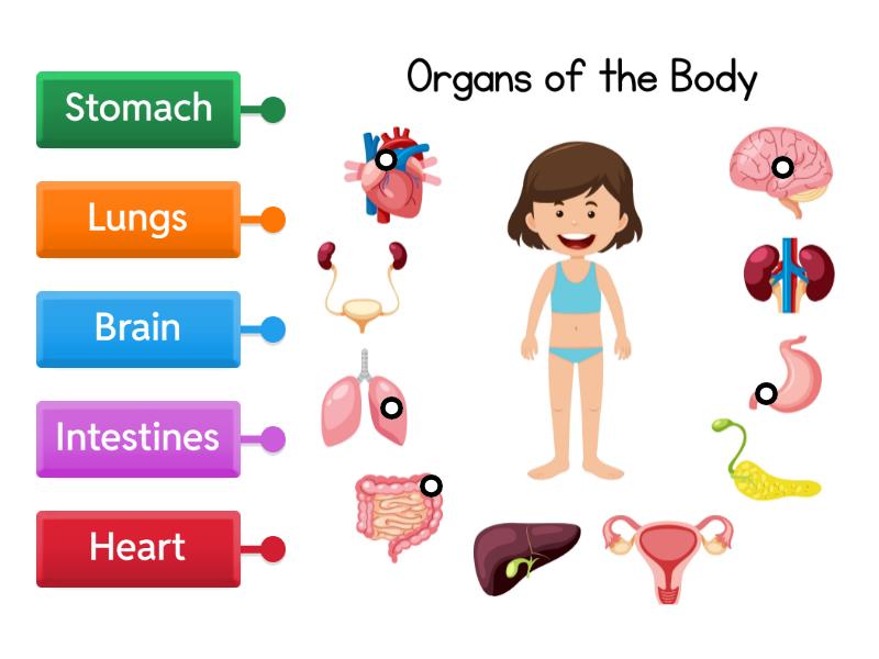 Human Body Organs Grade 3 - Labelled diagram