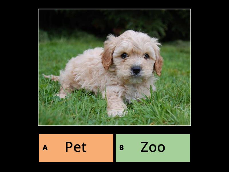 LET'S GO 1_Pet Animals vs Zoo Animals - Quiz