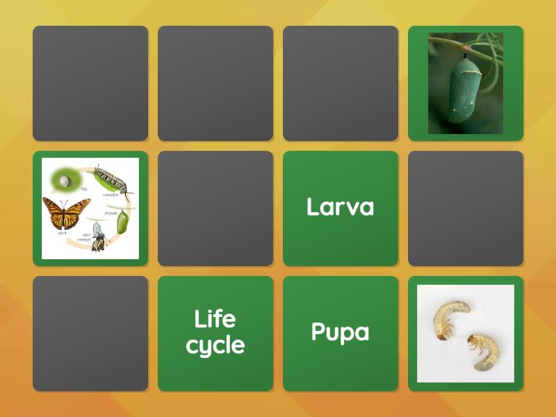 Life Cycles Memory Game - Matching pairs