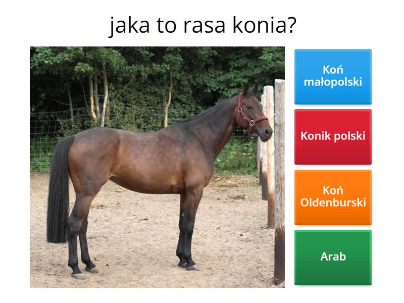 Rasy koni - Quiz