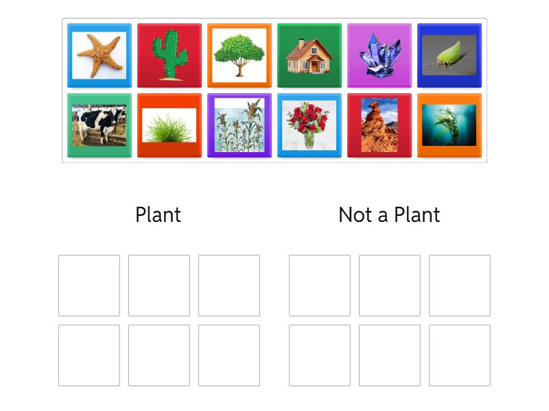 Plant or Not - Group sort