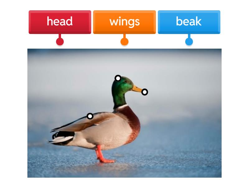 Duck ( body parts) - Labelled diagram