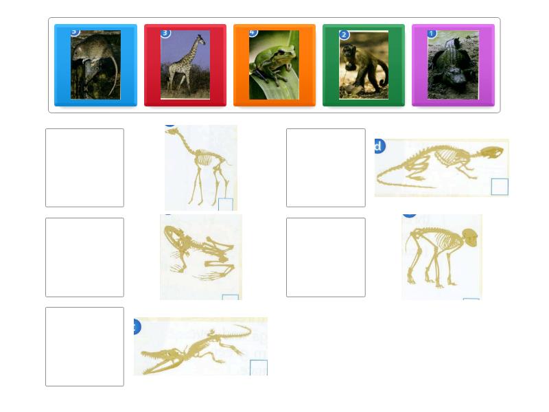 Our skeleton - Match up