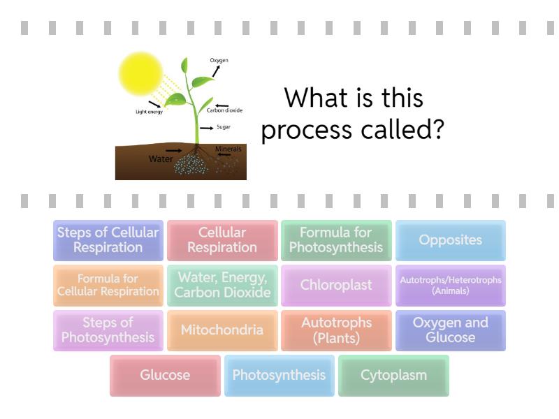 Photosynthesis and Cellular Respiration Review Questions - Find the match