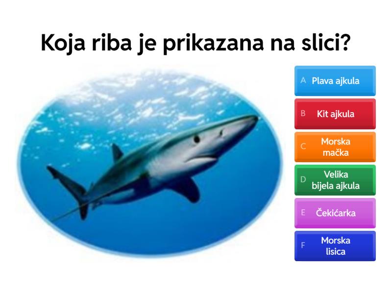 Prepoznavanje riba - Quiz