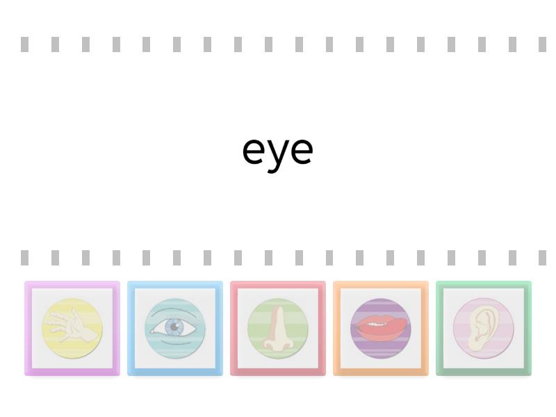 Senses - Sensory Organs - Find the match