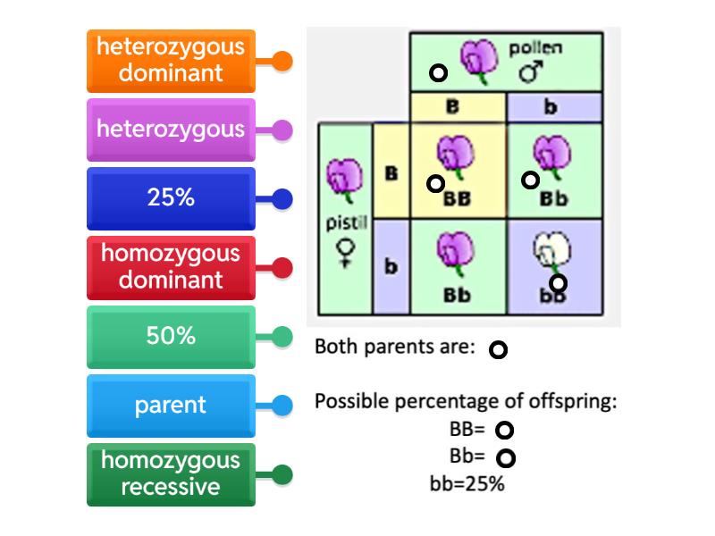 Monohybrid Punnett Square - Labelled diagram