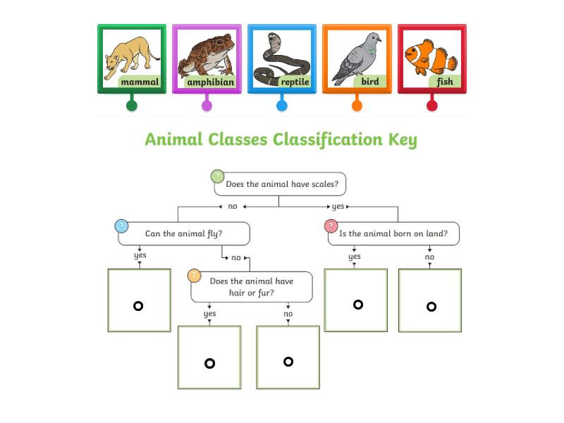 Classification key - Labelled diagram