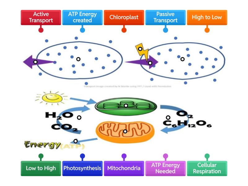 Cell Processes Review - Rysunek z opisami