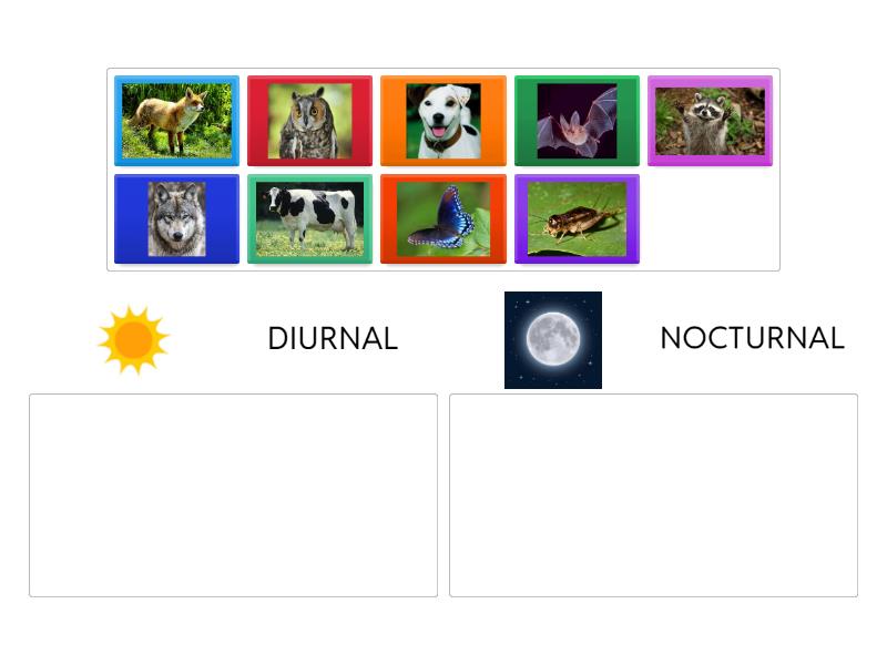 Diurnal and Nocturnal Animals - Group sort