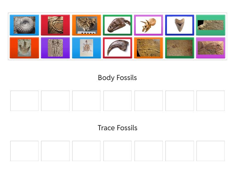 Types of Fossils - Group sort