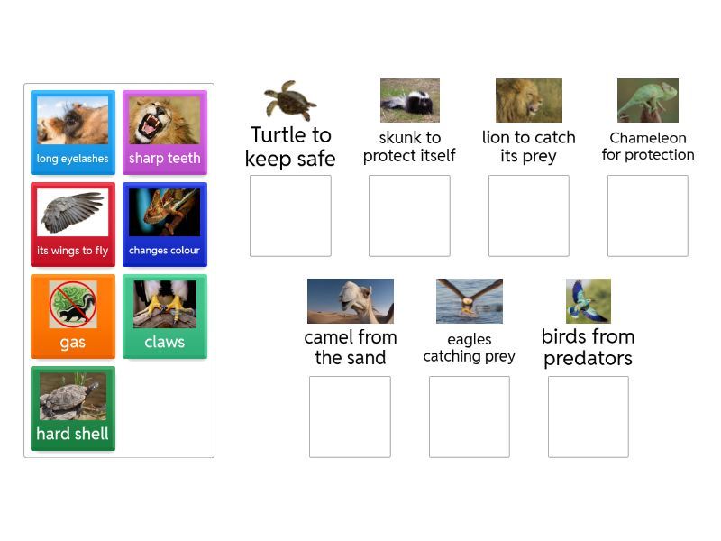 How do animals protect themselves? - Group sort