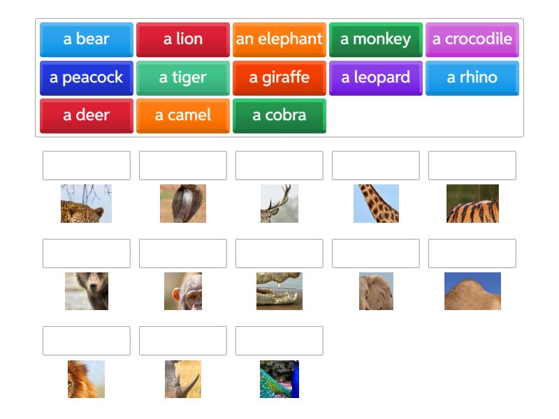 Wild animals - Match up