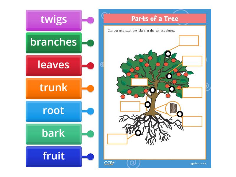 Parts of Tree - Labelled diagram