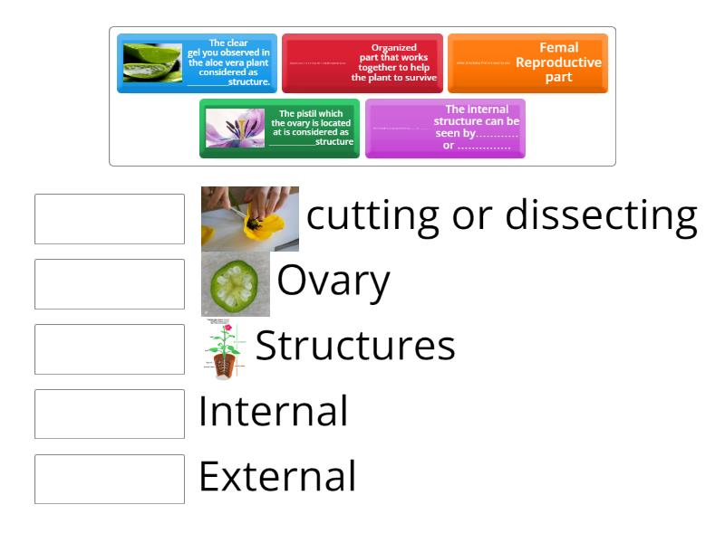 Internal Structure and Function of plant. - Permainan Pencocokan