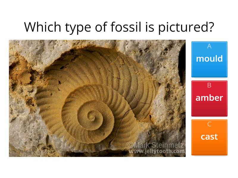 Types of fossils 2 - Quiz