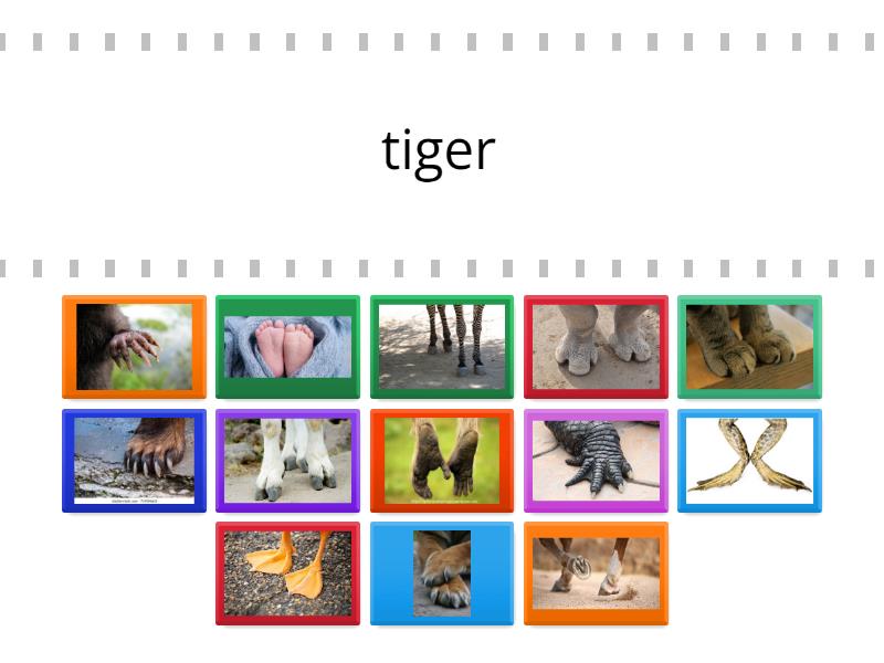 Animal Feet - Find the match