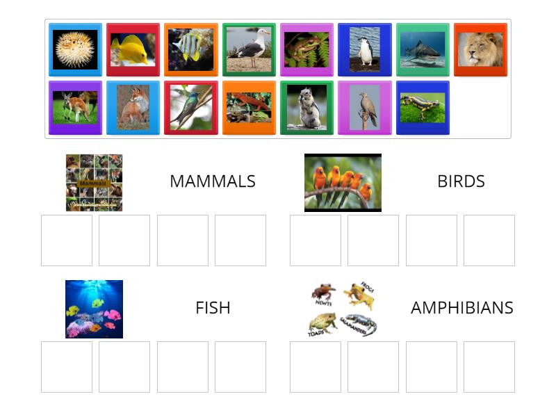 MAMMALS, BIRDS, FISH, AMPHIBIANS - Group sort