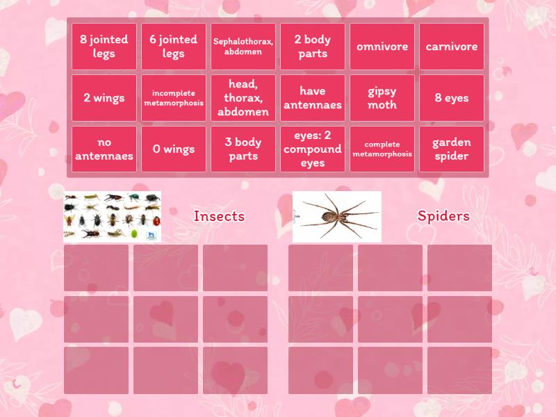 Insects and spiders information - Group sort
