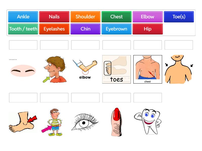 Identify Body Parts - Match up