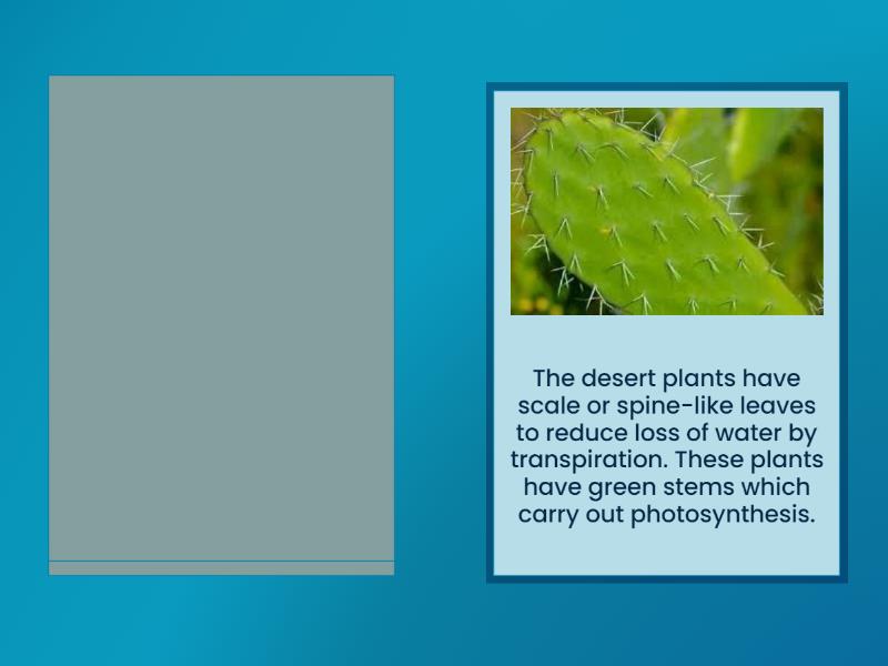 photosynthesis -in other green parts of the plant - Speaking cards